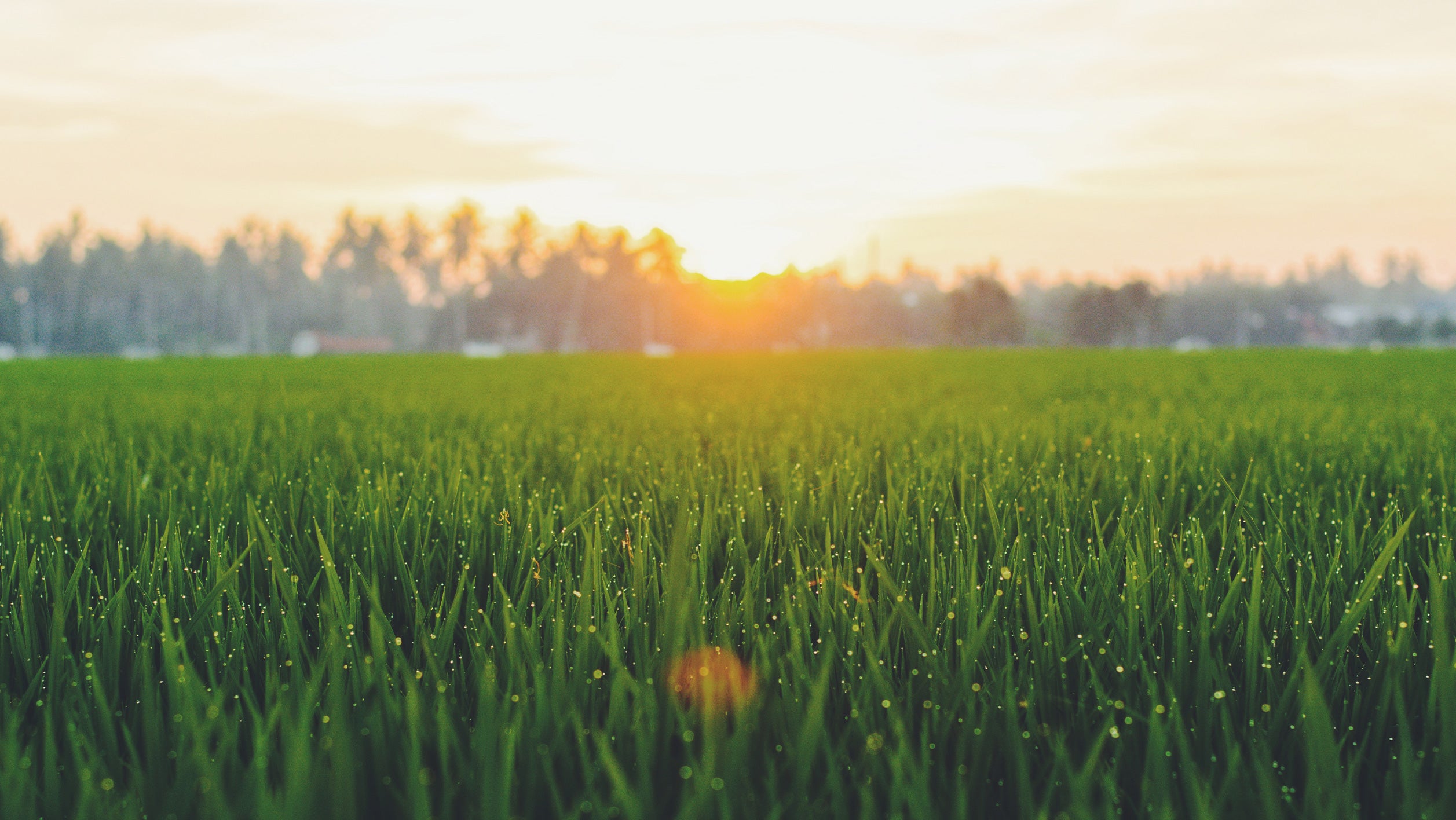 10 Early Spring Steps to your Best Lawn and Yard Yet